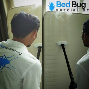 Bed bug specialist in Singapore | Bed bug control services